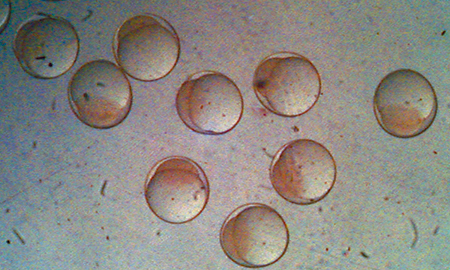 Potential for cod culture in the Pacific Northwest - Responsible ...