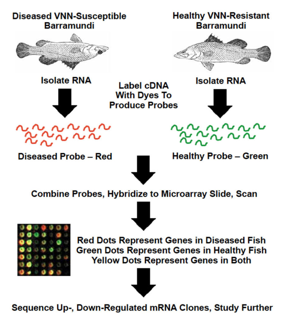 DNA microarrays: New face of aquaculture genetics? - Responsible ...