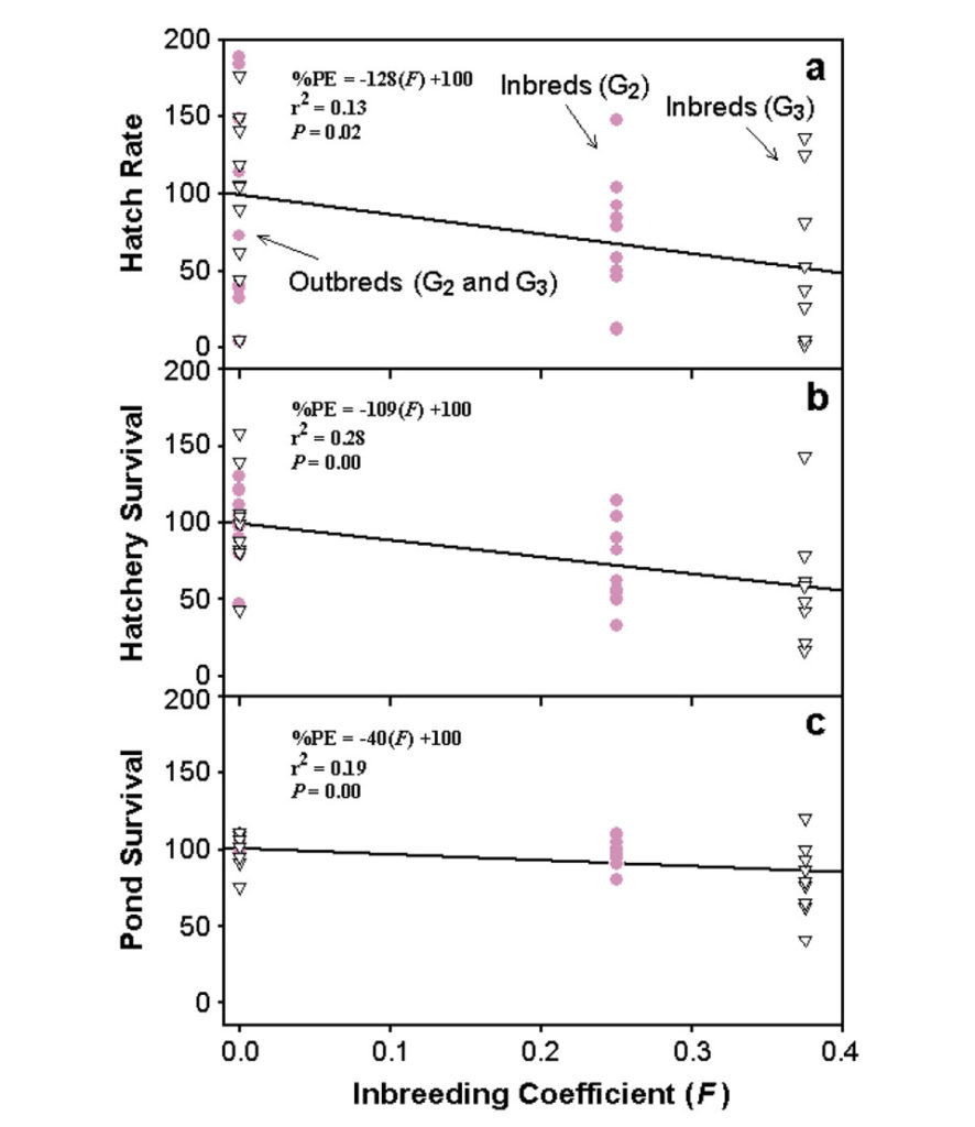 Research reveals inbreeding depression in Pacific white shrimp ...