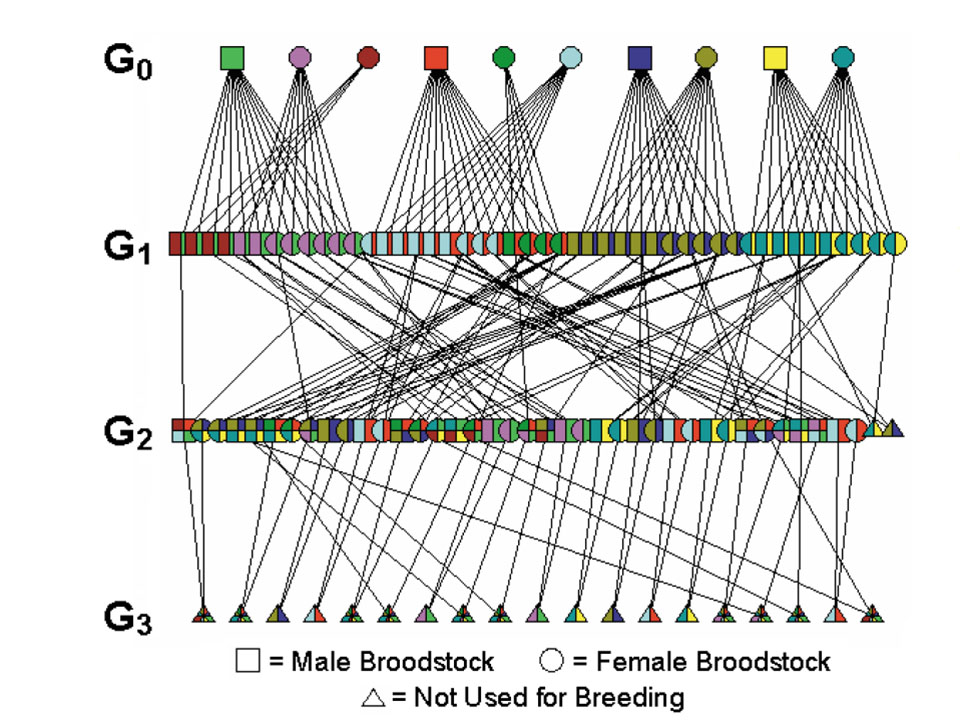 Research reveals inbreeding depression in Pacific white shrimp ...