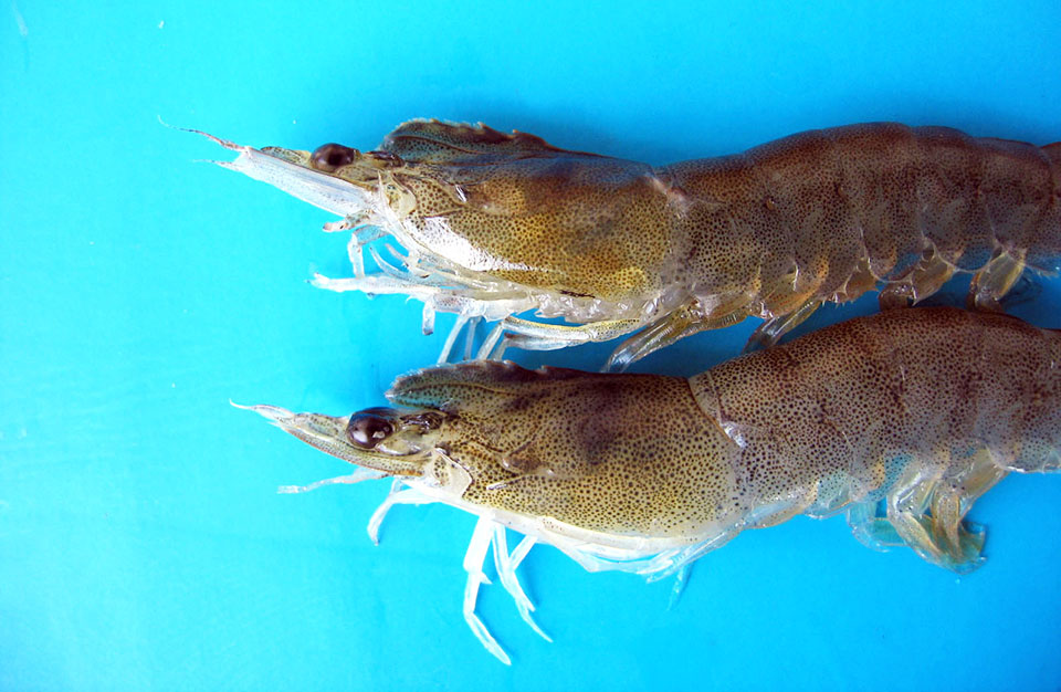 Study evaluates IHHNV effects on Pacific white shrimp - Responsible ...
