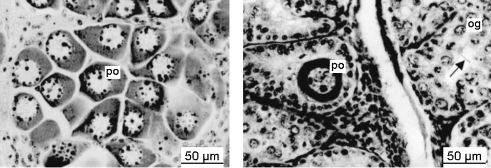Induced triploidy research in fleshy shrimp may lead to improved ...