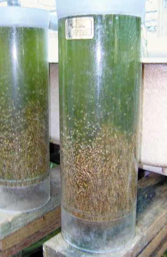 Combined live/formulated diet enhances weight gain at first feed in ...