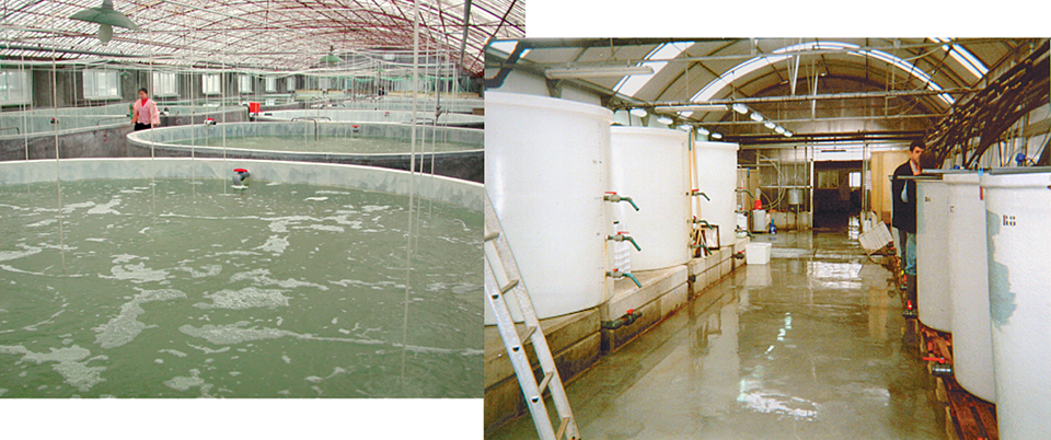 New-generation rotifer diets improve hatchery operations - Responsible ...