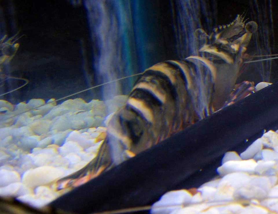 PDP (pressure differential piping) aeration - Responsible Seafood Advocate