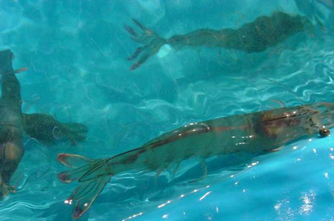 Broodstock shrimp nutrition, a review - Responsible Seafood Advocate