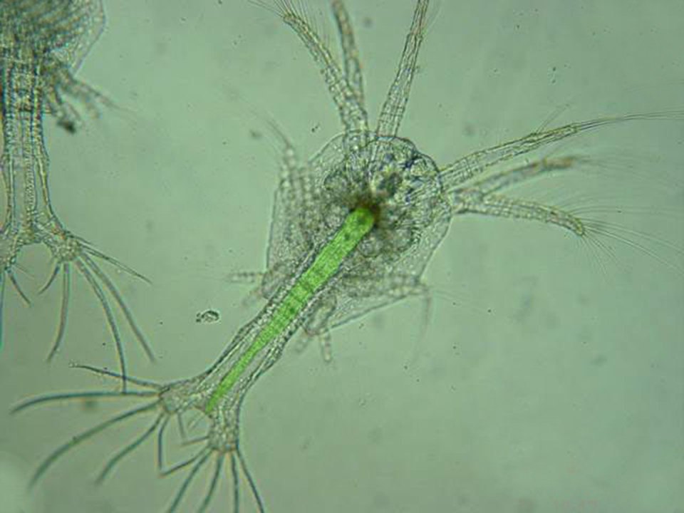 Larval shrimp nutrition, a review - Responsible Seafood Advocate