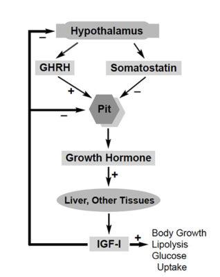 Recombinant fish growth hormones - Responsible Seafood Advocate