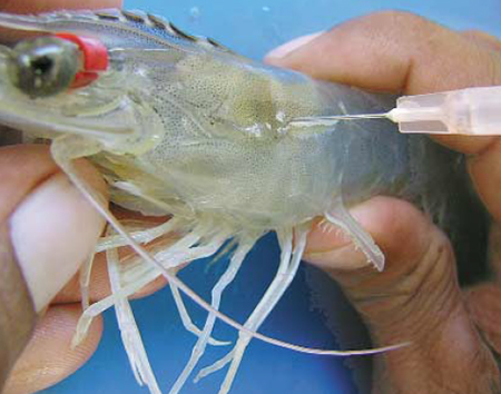 Analysis, prevention of NHP in Panama, Ecuador and Peru shrimp farms ...