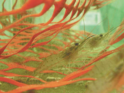 Hatchery, nursery production of freshwater prawns in temperate climates ...