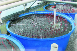 Hatchery, nursery production of freshwater prawns in temperate climates ...