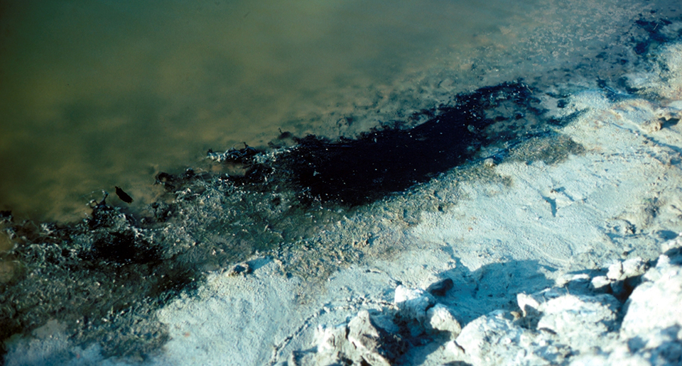 Sediment microbiology, management - Responsible Seafood Advocate