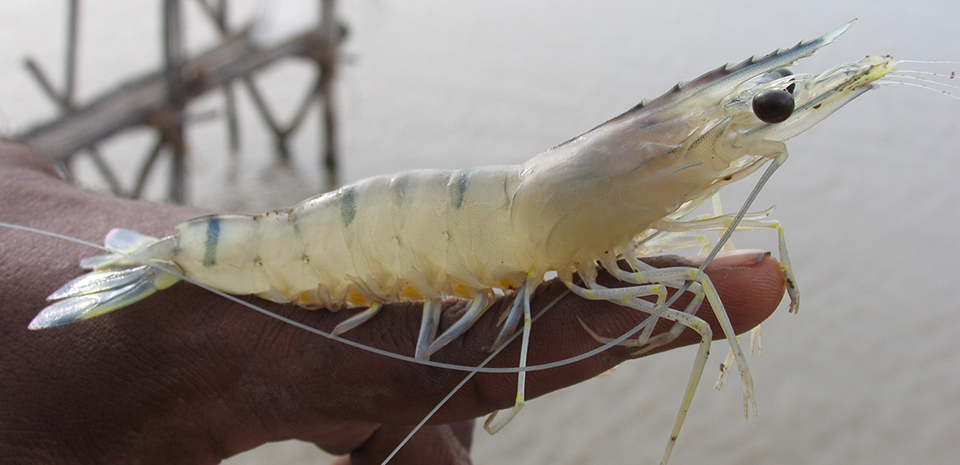 Chemoattraction in aquatic feed management - Responsible Seafood Advocate