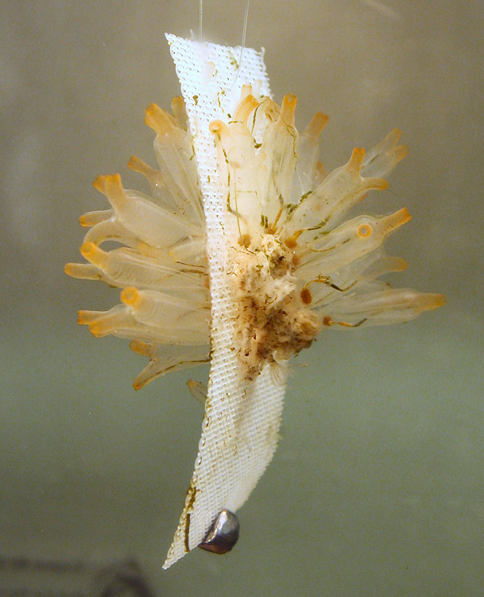 Ascidian, sponge culture supplies bioactive metabolites - Responsible ...