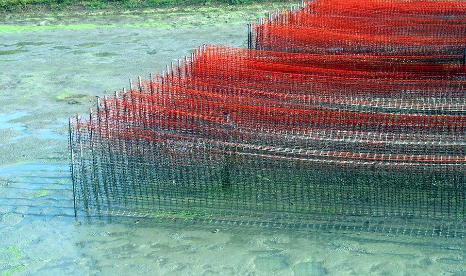 Freshwater prawn feed management - Responsible Seafood Advocate