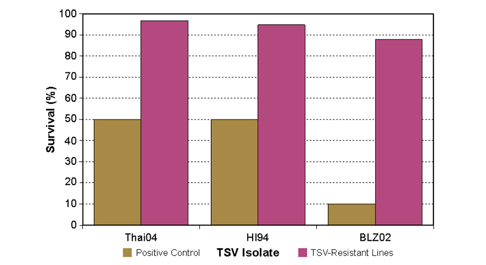 TSV challenges advance selective breeding in Pacific white shrimp ...