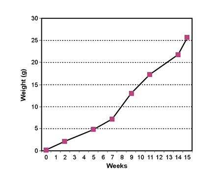 TSV challenges advance selective breeding in Pacific white shrimp ...