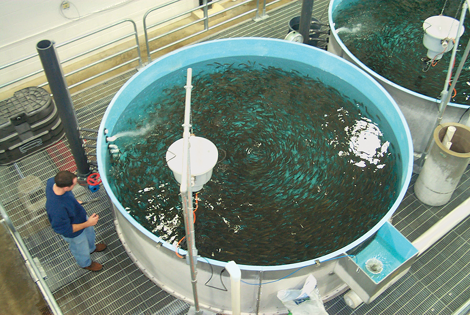 Partial-reuse systems: benefits for cold-water, marine aquaculture ...
