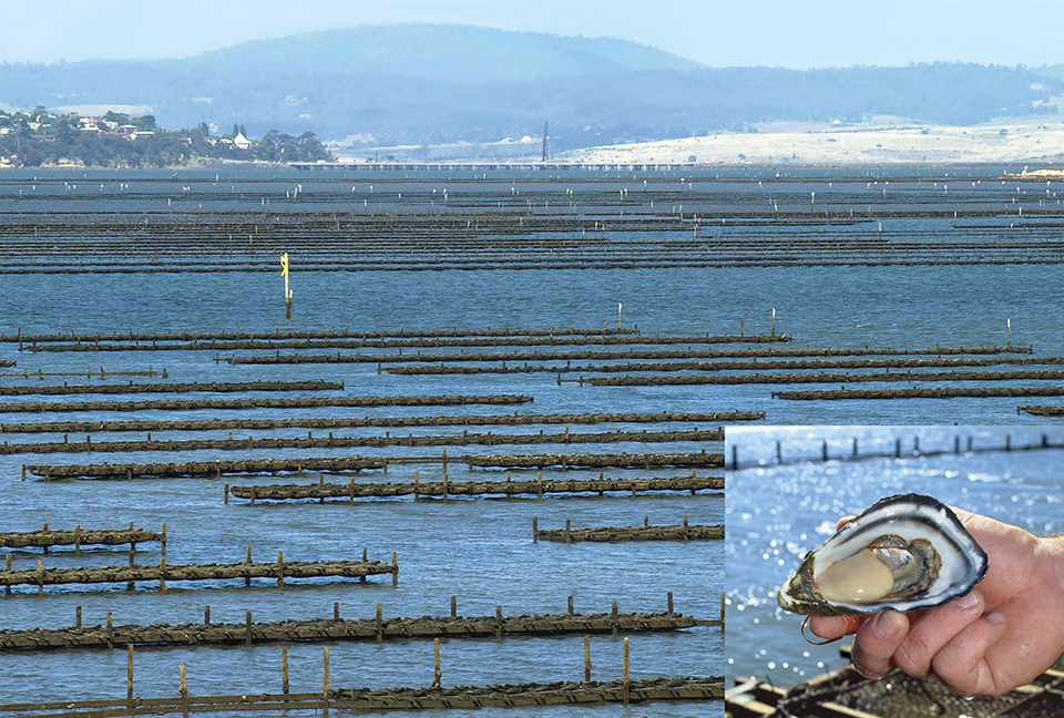 Genetic improvement of Pacific oysters in Australia - Responsible ...