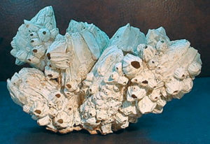 Aquaculture diversification in Chile: Potential of giant barnacles ...