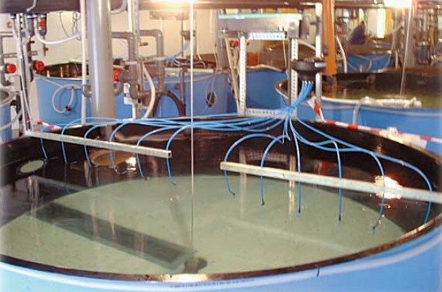 A review of European marine finfish hatcheries - Responsible Seafood ...