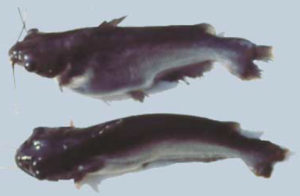 Vitamins: Varied factors affect health, disease resistance effects in ...