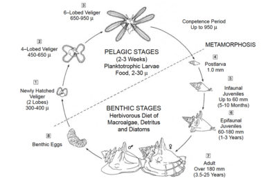 Queen conchs conservation through aquaculture, education - Responsible ...