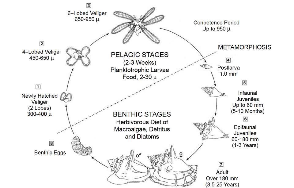 Queen conchs conservation through aquaculture, education - Responsible ...