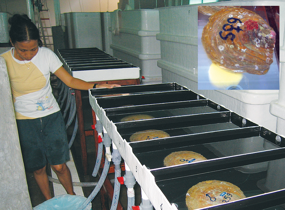 Research yields improvements in oyster hatchery management ...