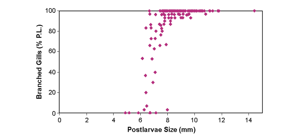 P.L. size, source strong early measures of shrimp grow-out performance ...