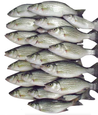 Quality Index Method provides objective seafood assessment ...