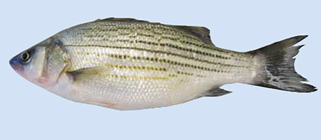 Quality Index Method provides objective seafood assessment ...