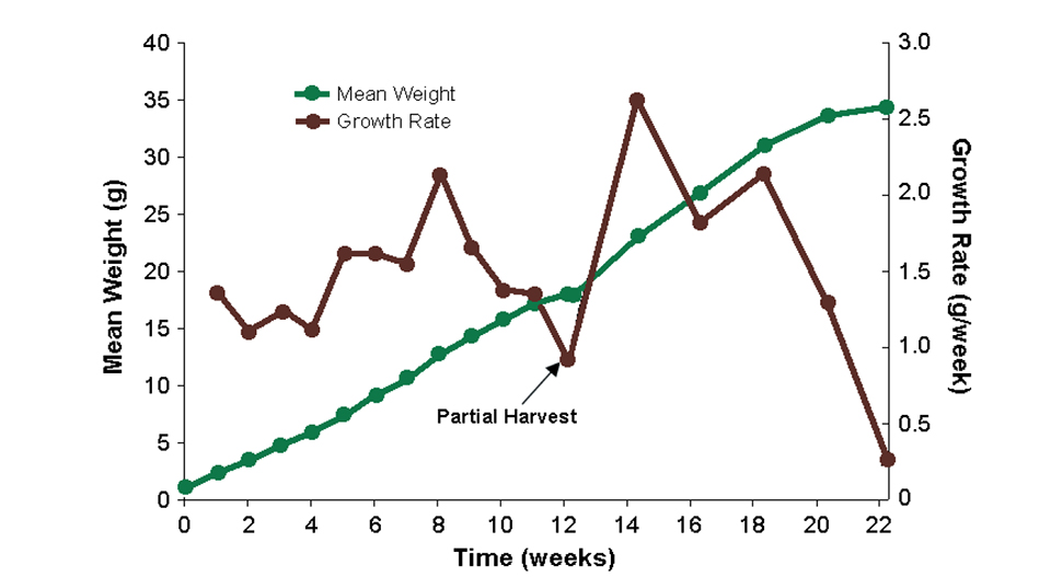 Tips for growing bigger shrimp - Responsible Seafood Advocate