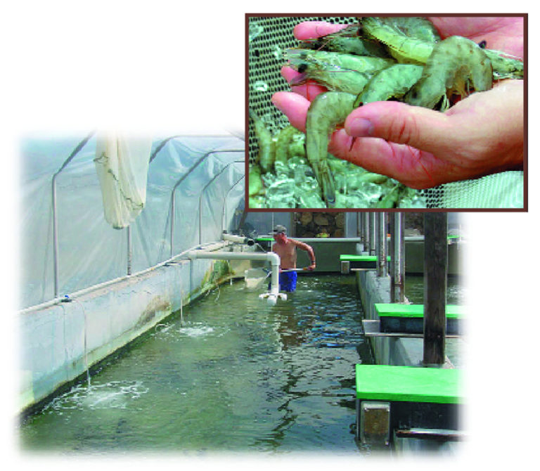 Tips for growing bigger shrimp - Responsible Seafood Advocate