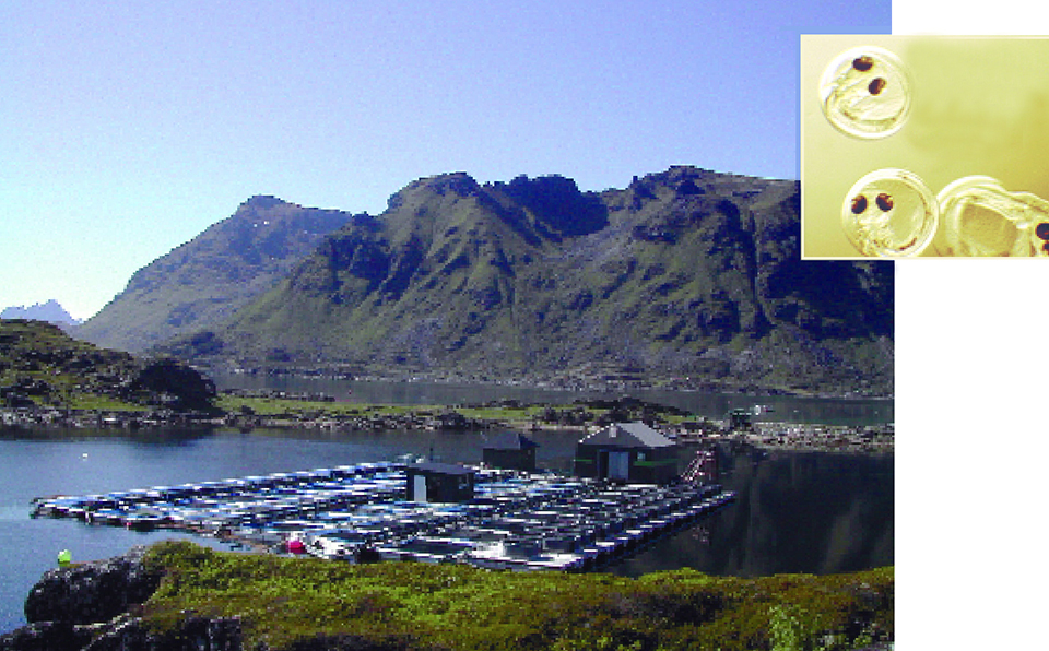 Northcod project aims for sustainable, profitable cod farming in ...