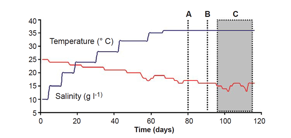 Florida study achieves tank spawning of southern flounder - Responsible ...