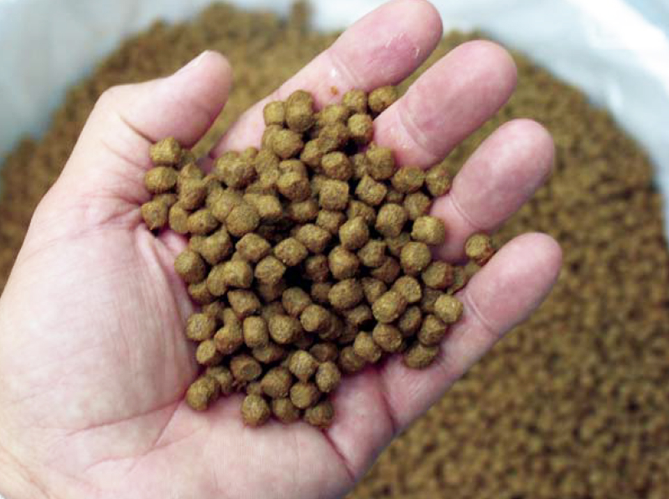 Feed efficiency indicators for responsible aquaculture - Responsible ...