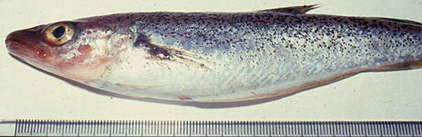 Parasite management important to future cod aquaculture in Scotland ...