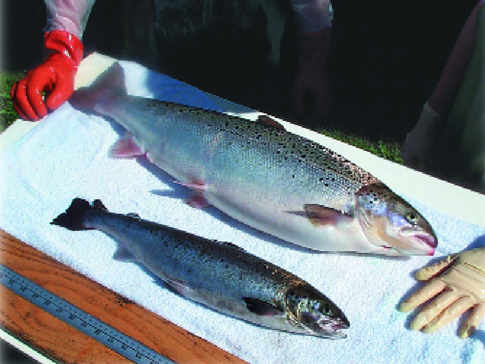 Transgenic improvement: Salmon, trout technology awaits regulatory ...
