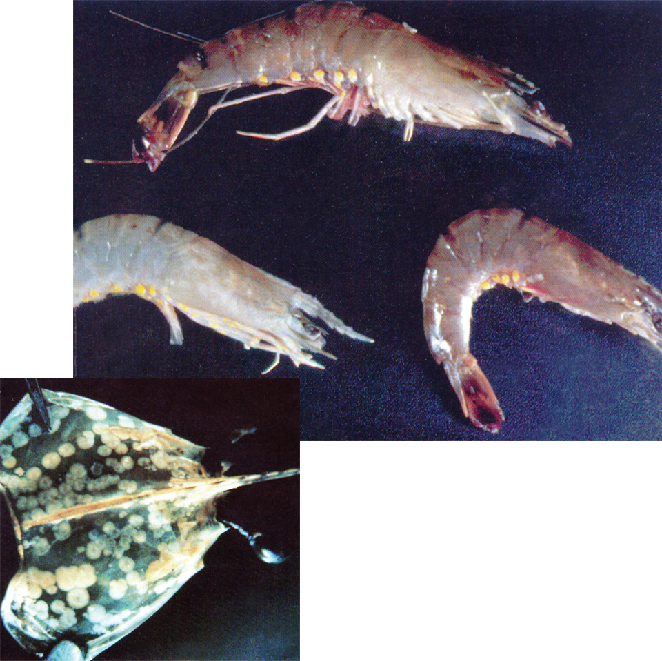 Dangers of viral pathogens in translocated shrimp, Part 2 - Responsible ...