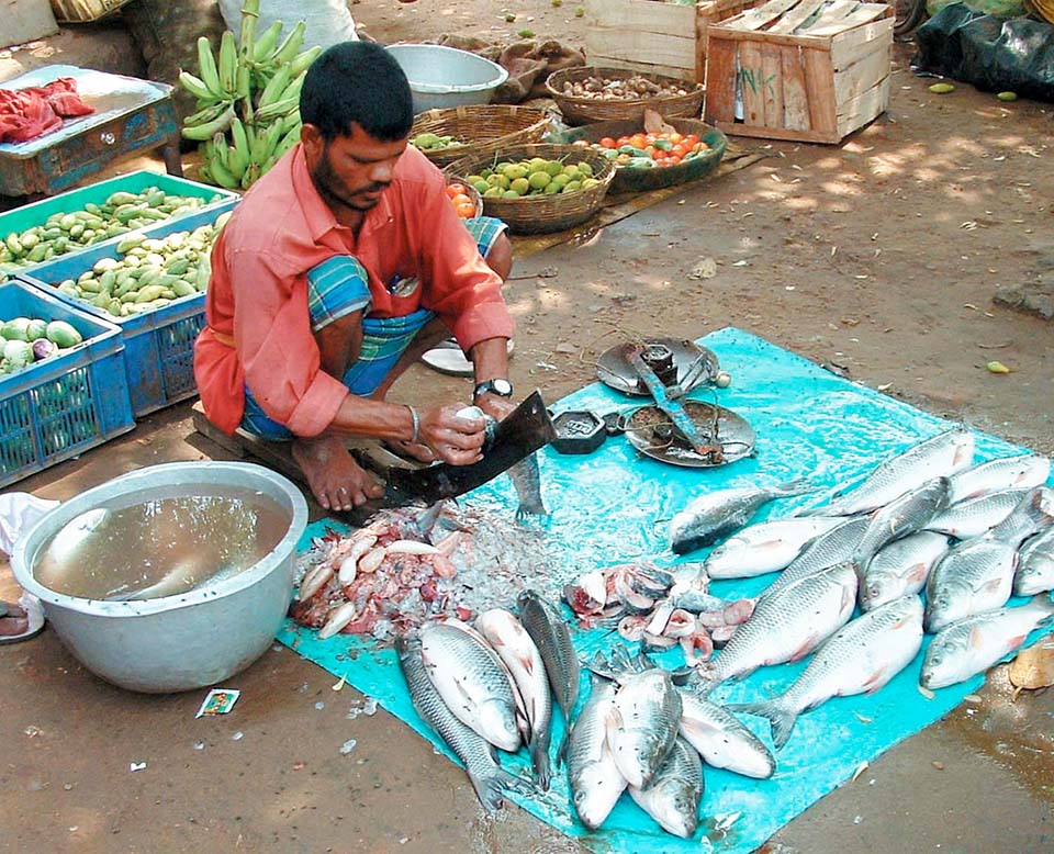 Selective breeding improves Indian carp culture - Responsible Seafood ...