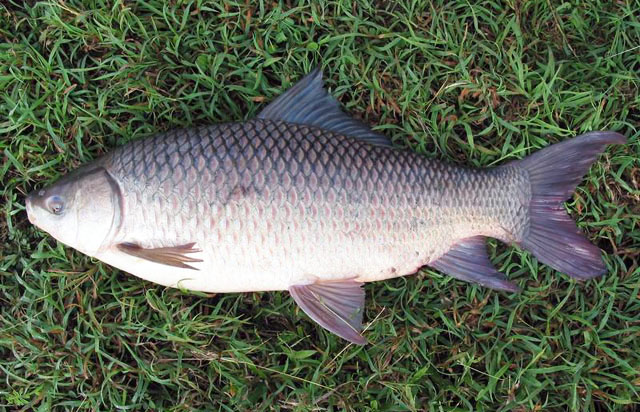 Selective breeding improves Indian carp culture - Responsible Seafood ...
