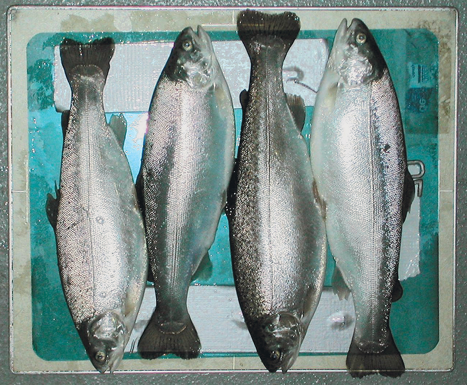 Genetic improvement in aquaculture - Responsible Seafood Advocate