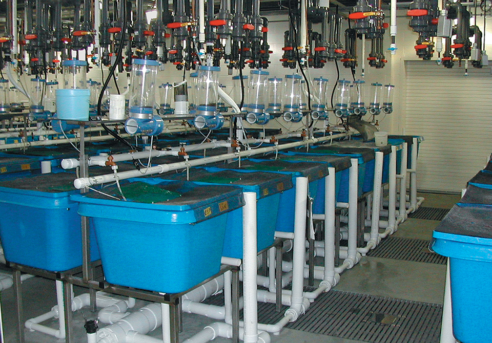 Genetic improvement in aquaculture - Responsible Seafood Advocate