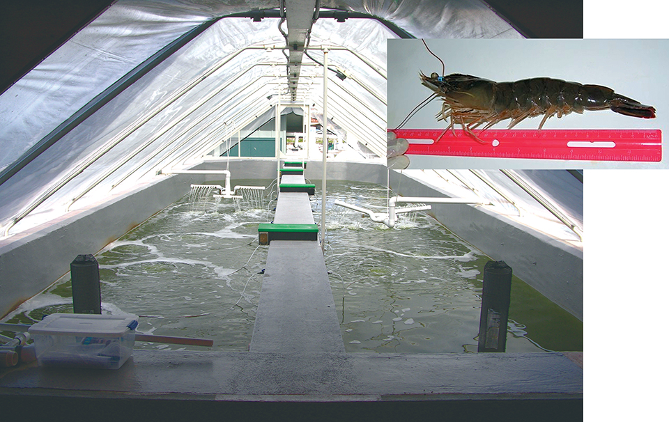 Shrimp copyright: Inbreeding strategies effective against copying of ...