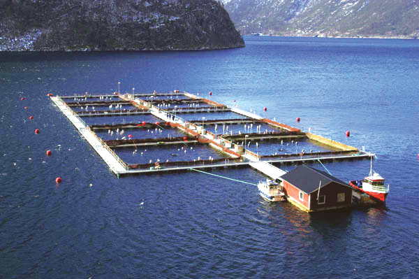 Halibut farming in Norway - Responsible Seafood Advocate