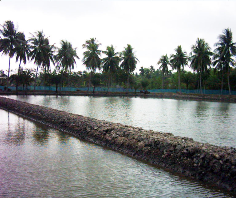 Shrimp farming in Bangladesh - Responsible Seafood Advocate