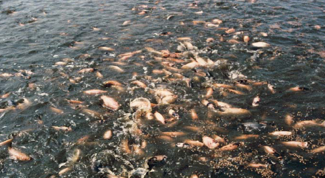 Microbial flocs for aquaculture - Responsible Seafood Advocate