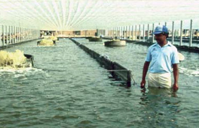 Microbial flocs for aquaculture - Responsible Seafood Advocate