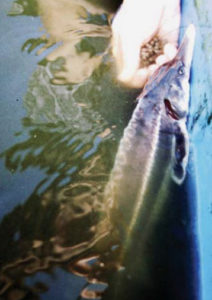 Microbial flocs for aquaculture - Responsible Seafood Advocate